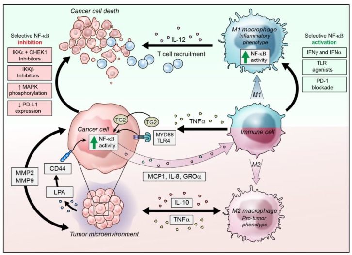 Omega 3脂肪酸和维生素c抑制nf Kb的表达 Omega 3 Fatty Acids And Vitamin C Inhibits Nf
